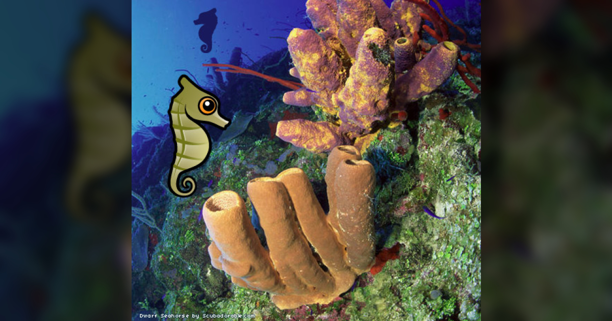 Dwarf Seahorse: List of Fun Facts | Scubadorable Blog
