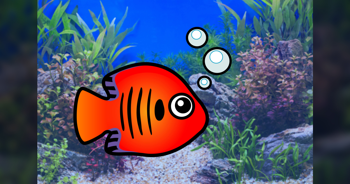 Flaming Beauty: Facts About the Flame Angelfish | Scubadorable