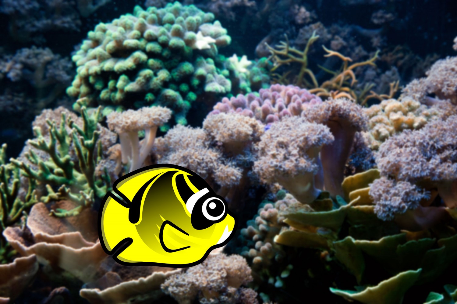 Butterflyfish Family: Fun Fish Facts About Butterflyfish