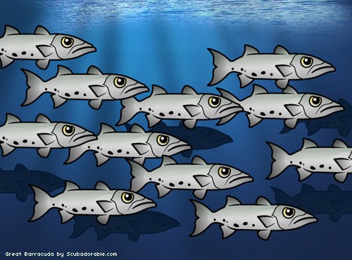 Fun Facts About the Great Barracuda | Scubadorable Blog