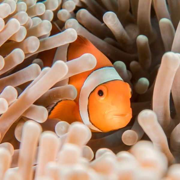 Funny Fish Jokes to Beat the Summertime Blues | Scubadorable Blog