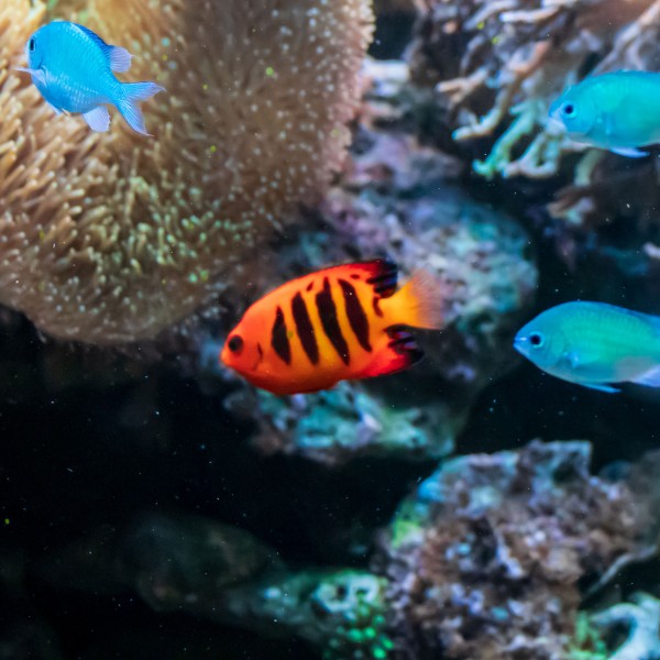 Flaming Beauty: Facts About the Flame Angelfish | Scubadorable