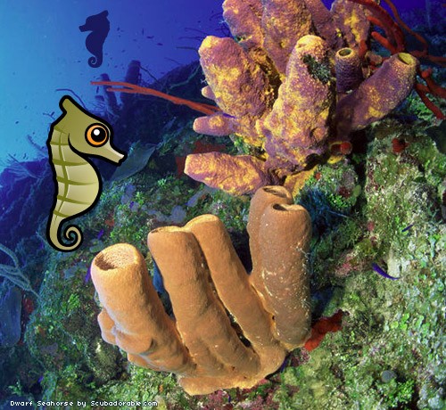 Dwarf Seahorse: List of Fun Facts | Scubadorable Blog