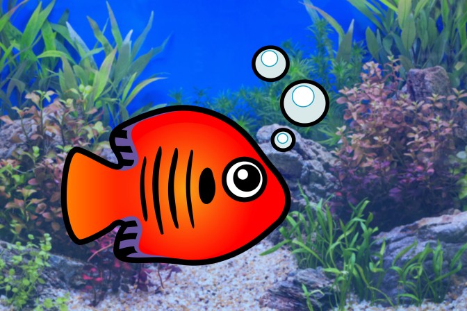 Flaming Beauty: Facts About the Flame Angelfish | Scubadorable